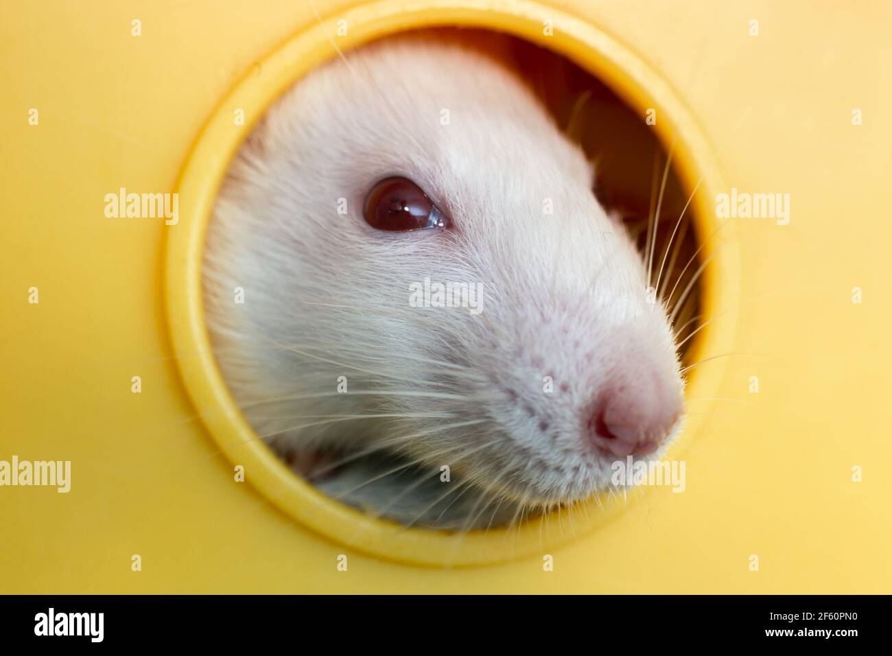 Closeup of funny white domestic rat with long whiskers sitting in ...