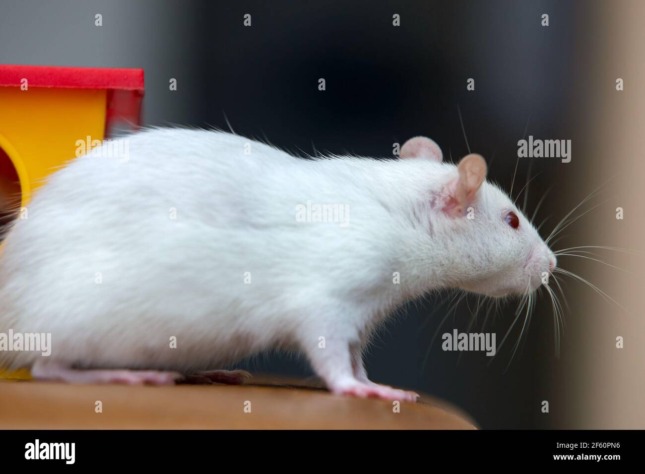 Yellow lab mouse hi-res stock photography and images - Alamy