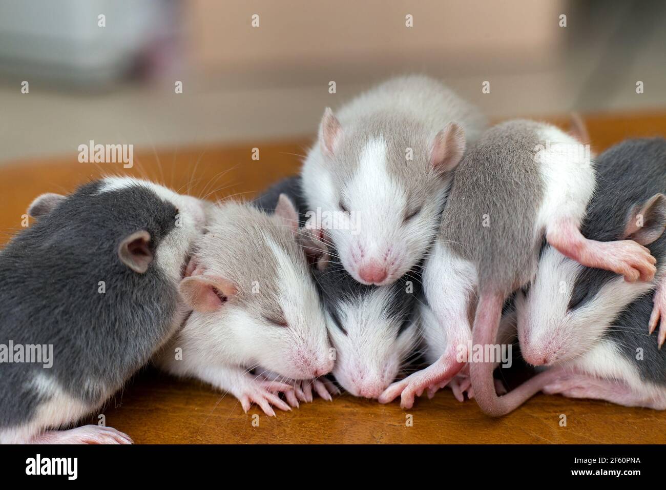 Baby Rats Then And Now