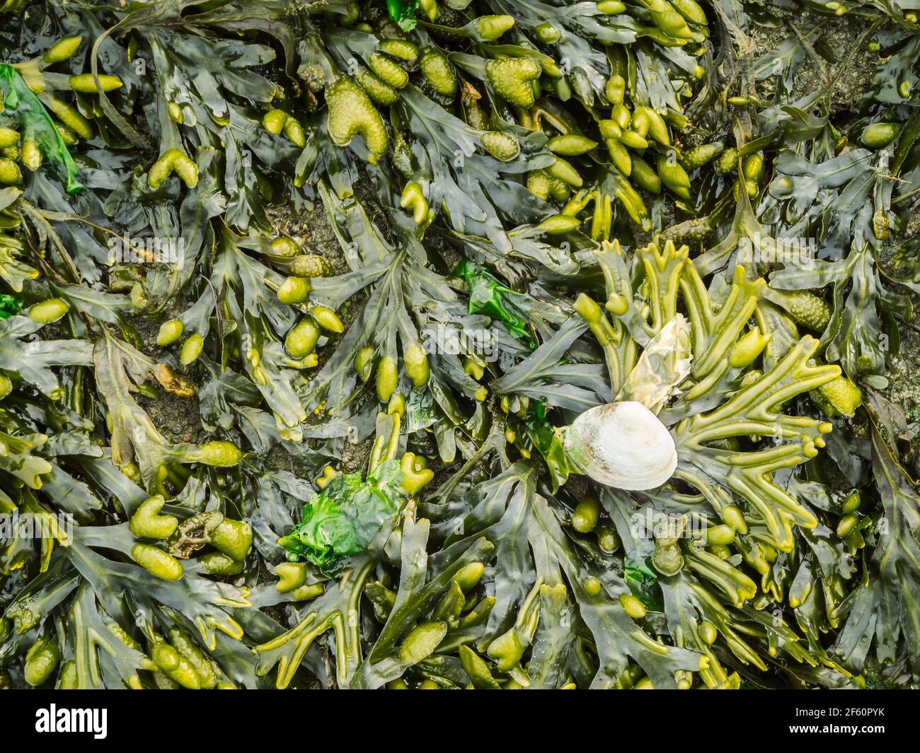 Full framed view of landed bladderwrack (lat: Fucus vesiculosus) with a ...