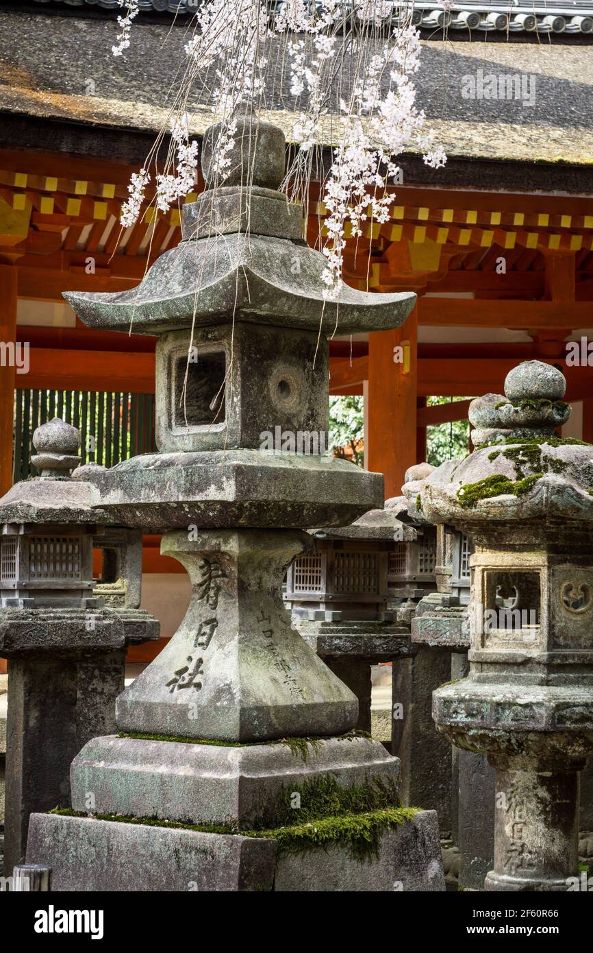 Japanese stone lanterns in the spring sunshine at Kasuga Taisha Grand ...