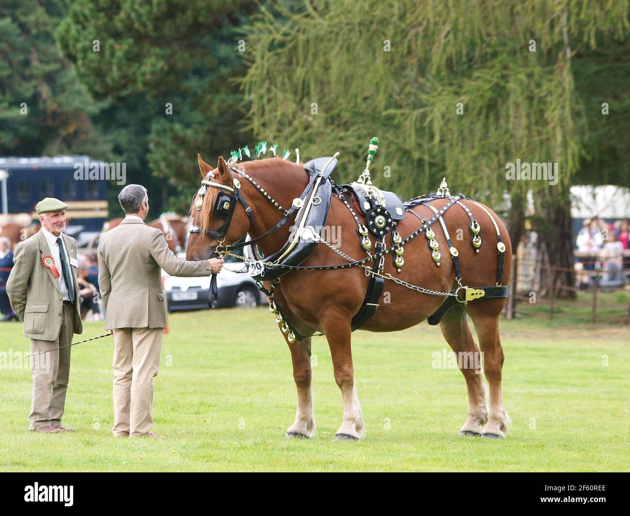 A rare breed Suffolk Punch Horse in full show harness Stock Photo - Alamy