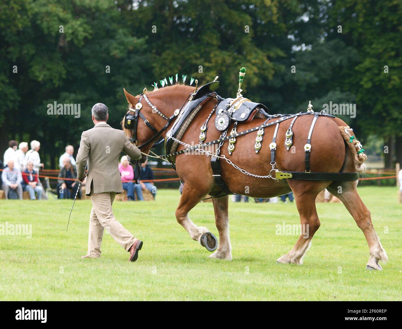 Working heavy horse harness hi-res stock photography and images - Alamy