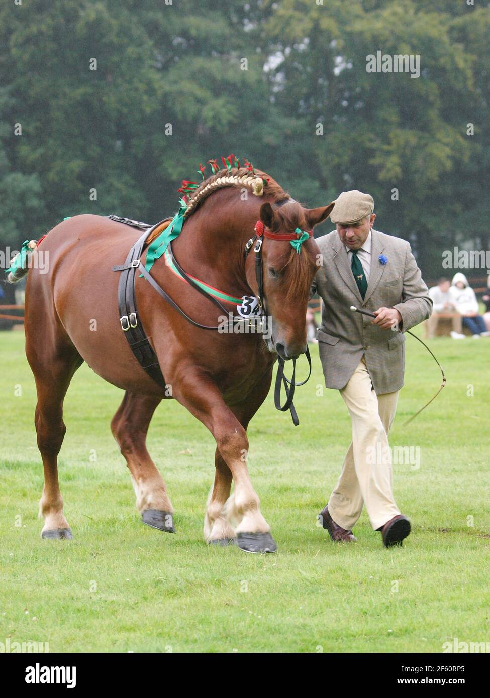 A rare breed Suffolk Punch stallion in the show ring Stock Photo - Alamy