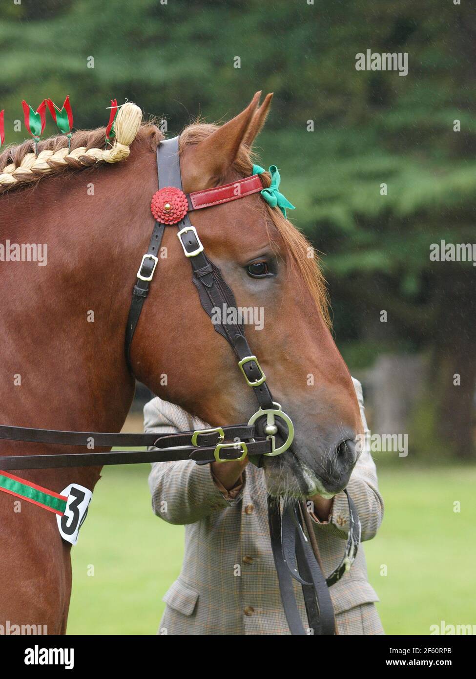 Suffolk punch headshot hi-res stock photography and images - Alamy