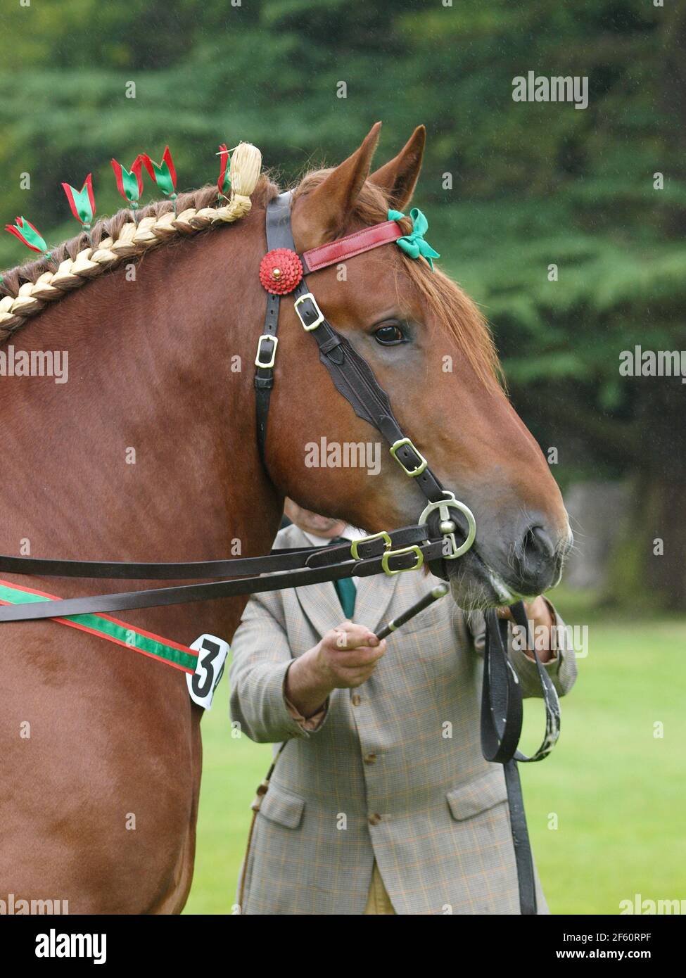 A rare breed Suffolk Punch stallion in the show ring Stock Photo - Alamy