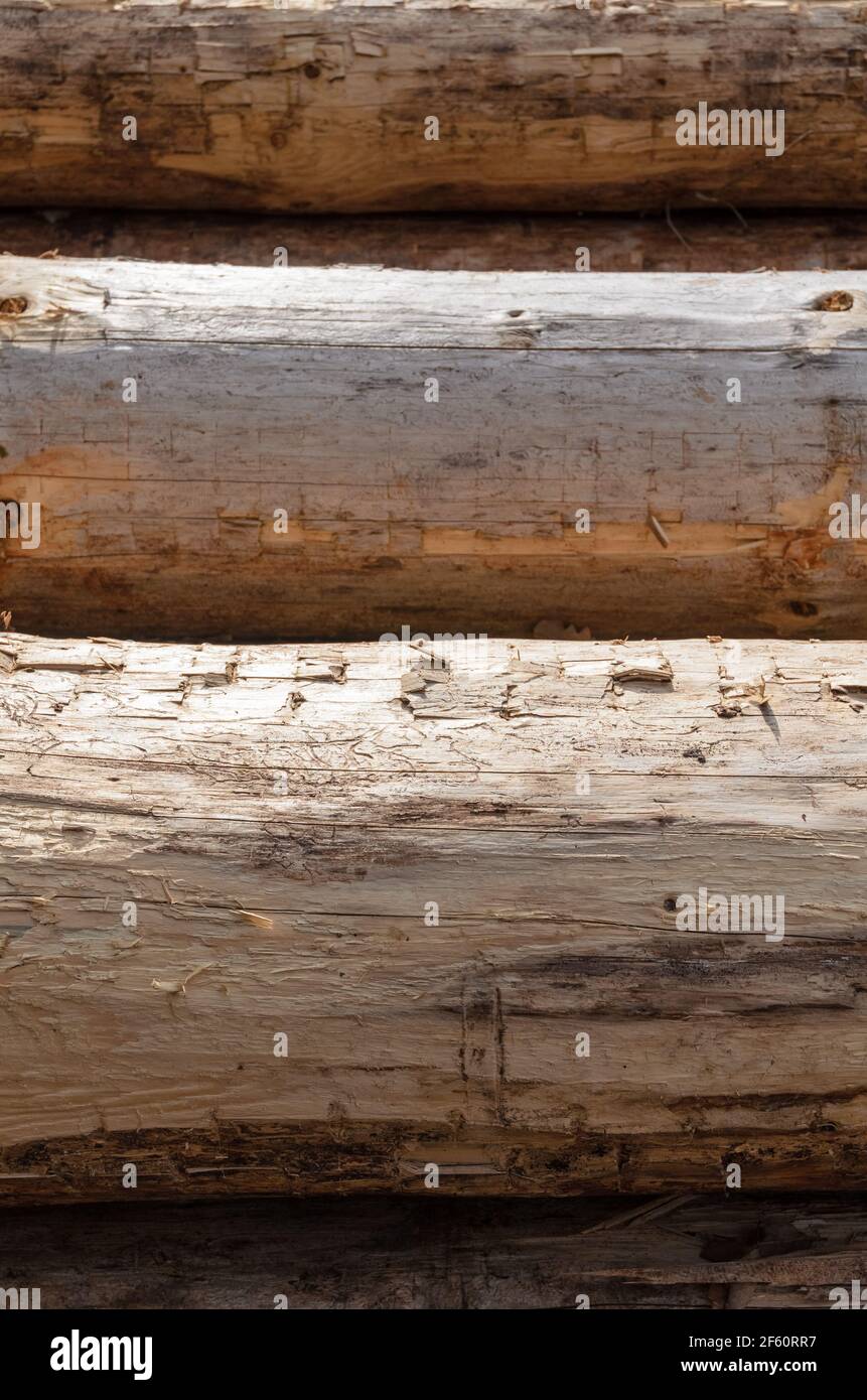 Felled trees at a lumberyard or logging site, log pile trunks or stack ...