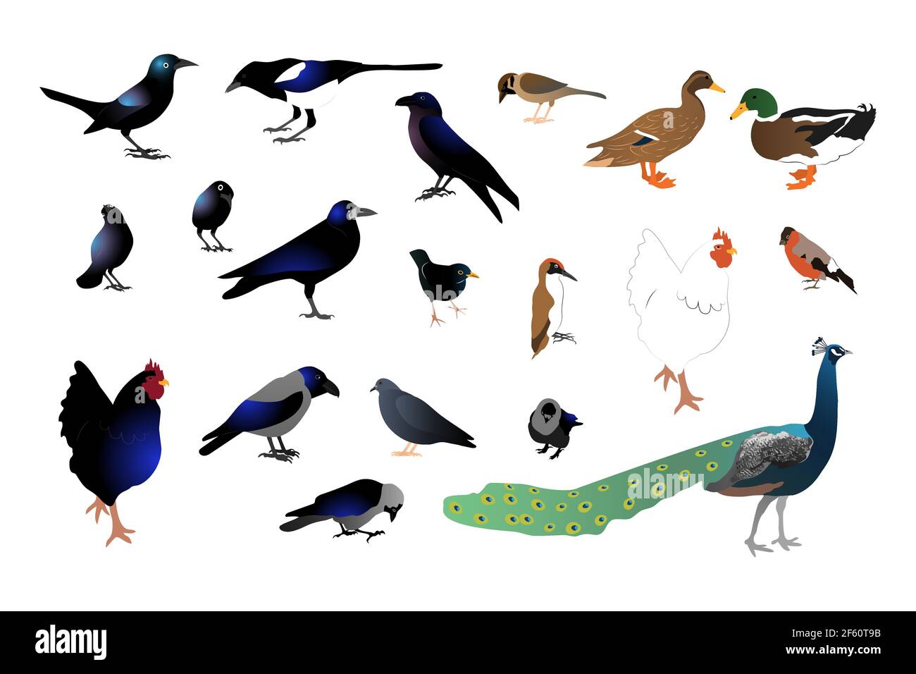 Set of different wild birds. Isolated on white background Stock Vector ...