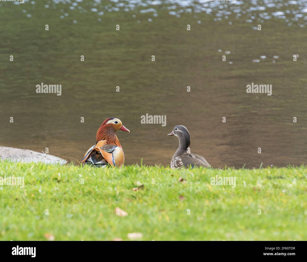 Pair of mandarin ducks hi-res stock photography and images - Alamy