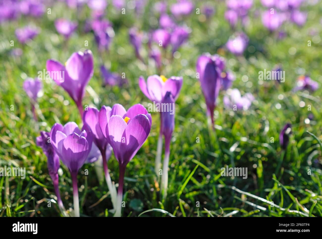 Crocus Coming Into Bloom High Resolution Stock Photography and Images ...