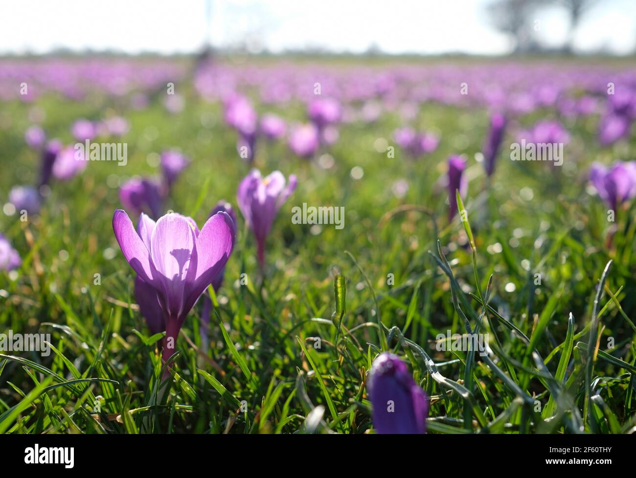 Crocus Coming Into Bloom High Resolution Stock Photography and Images ...