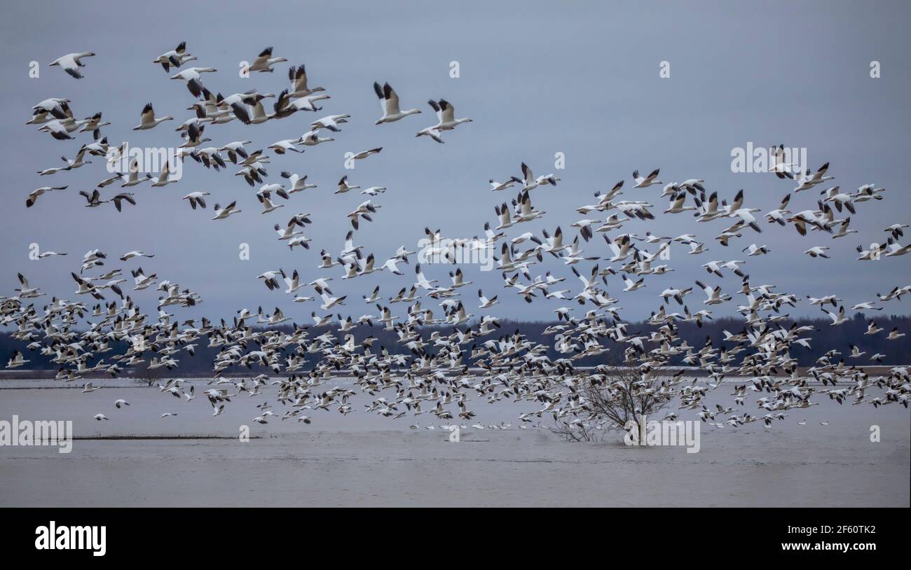 Flock of migrating snow geese heading north in spring in Canada Stock ...