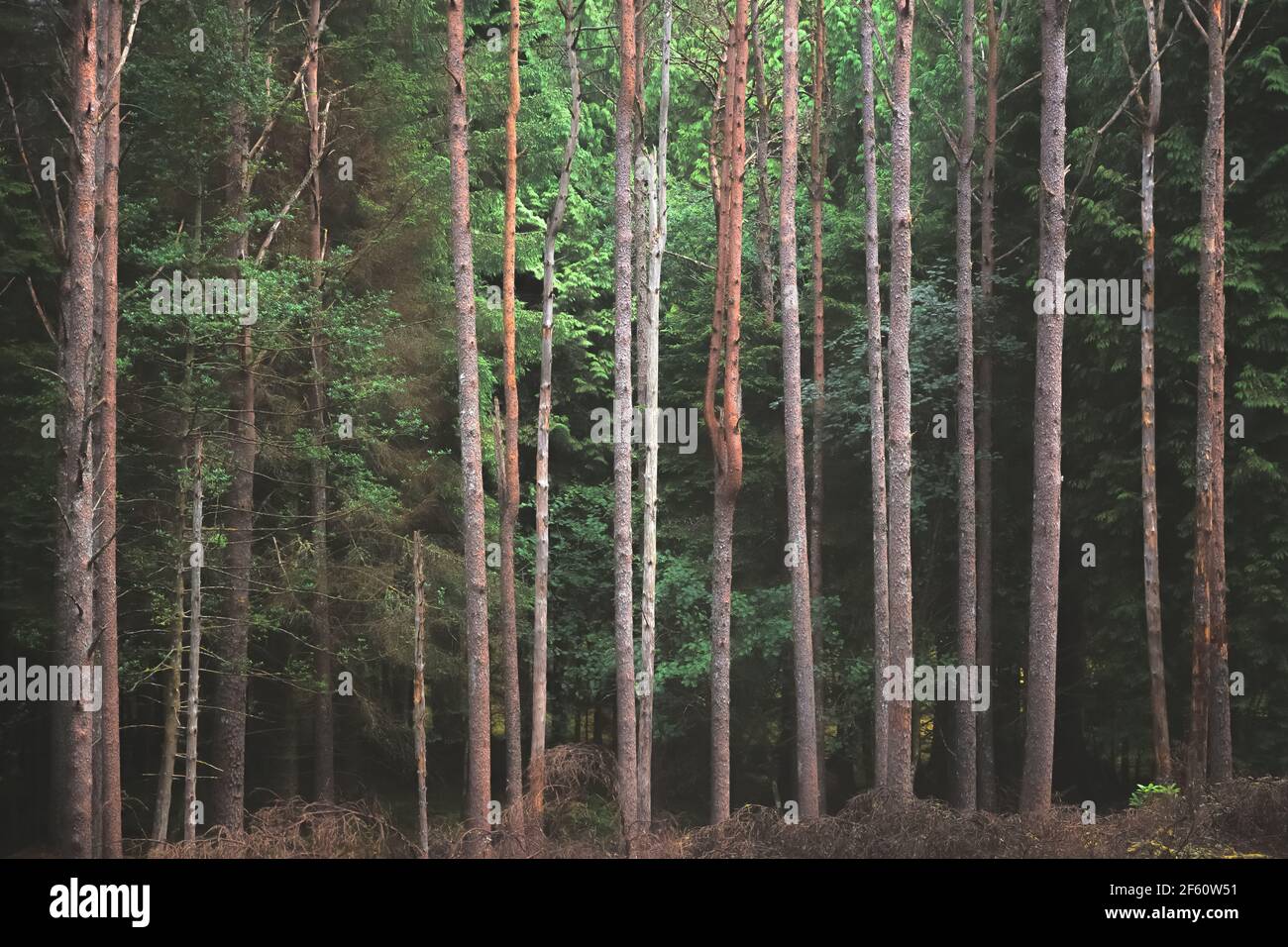 Dark woodland forest with tall skinny trees lined up in a row, at ...