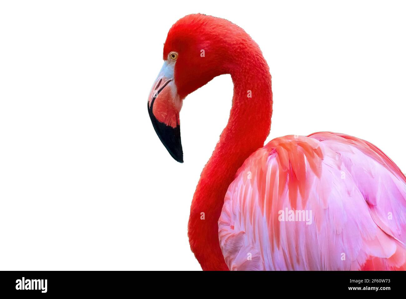 Amazing flamingo bird in the water Stock Photo - Alamy