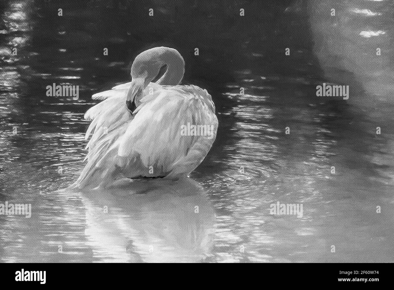 Wild water birds in lake Black and White Stock Photos & Images - Alamy