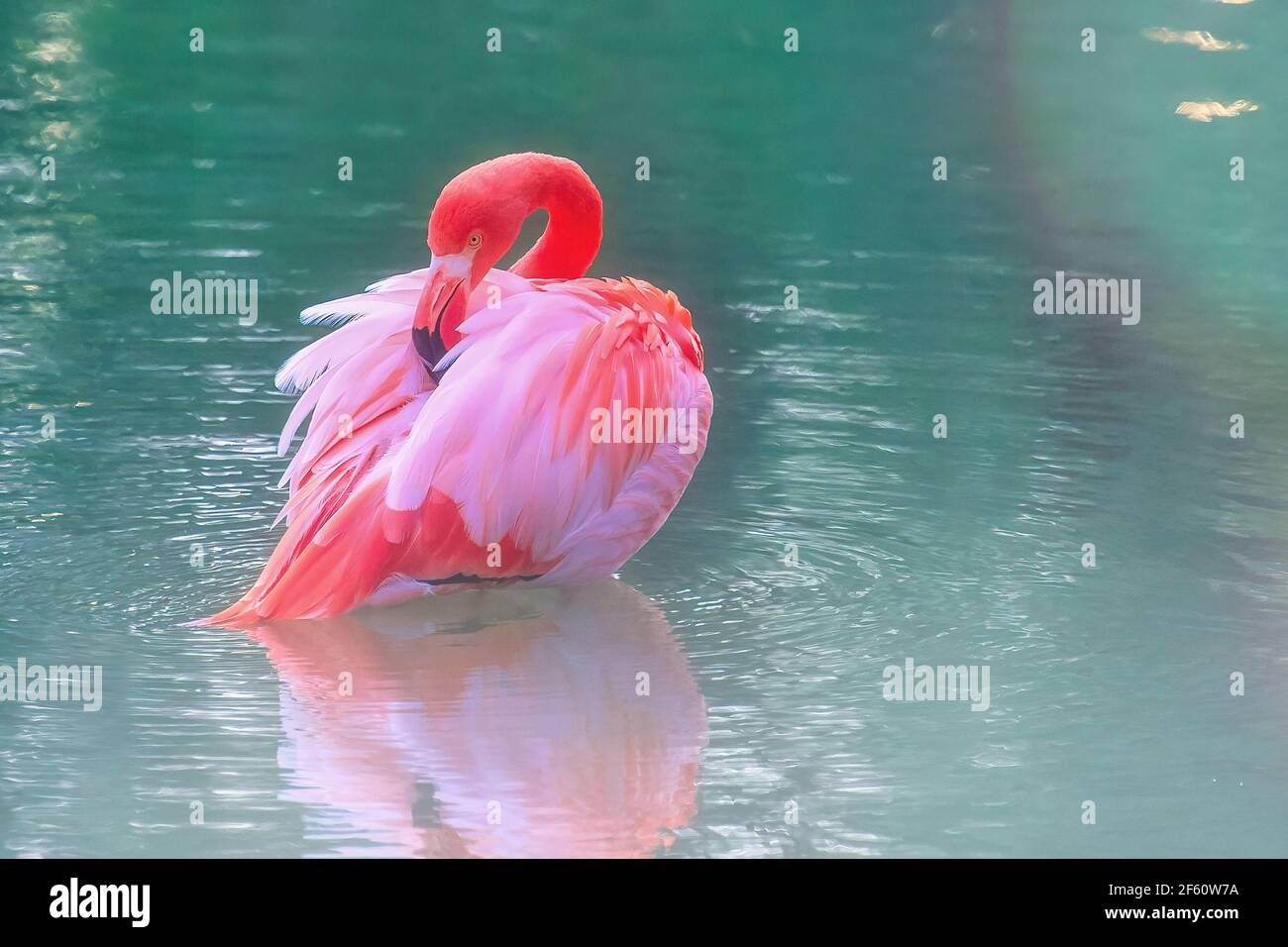 Amazing flamingo bird in the water Stock Photo - Alamy