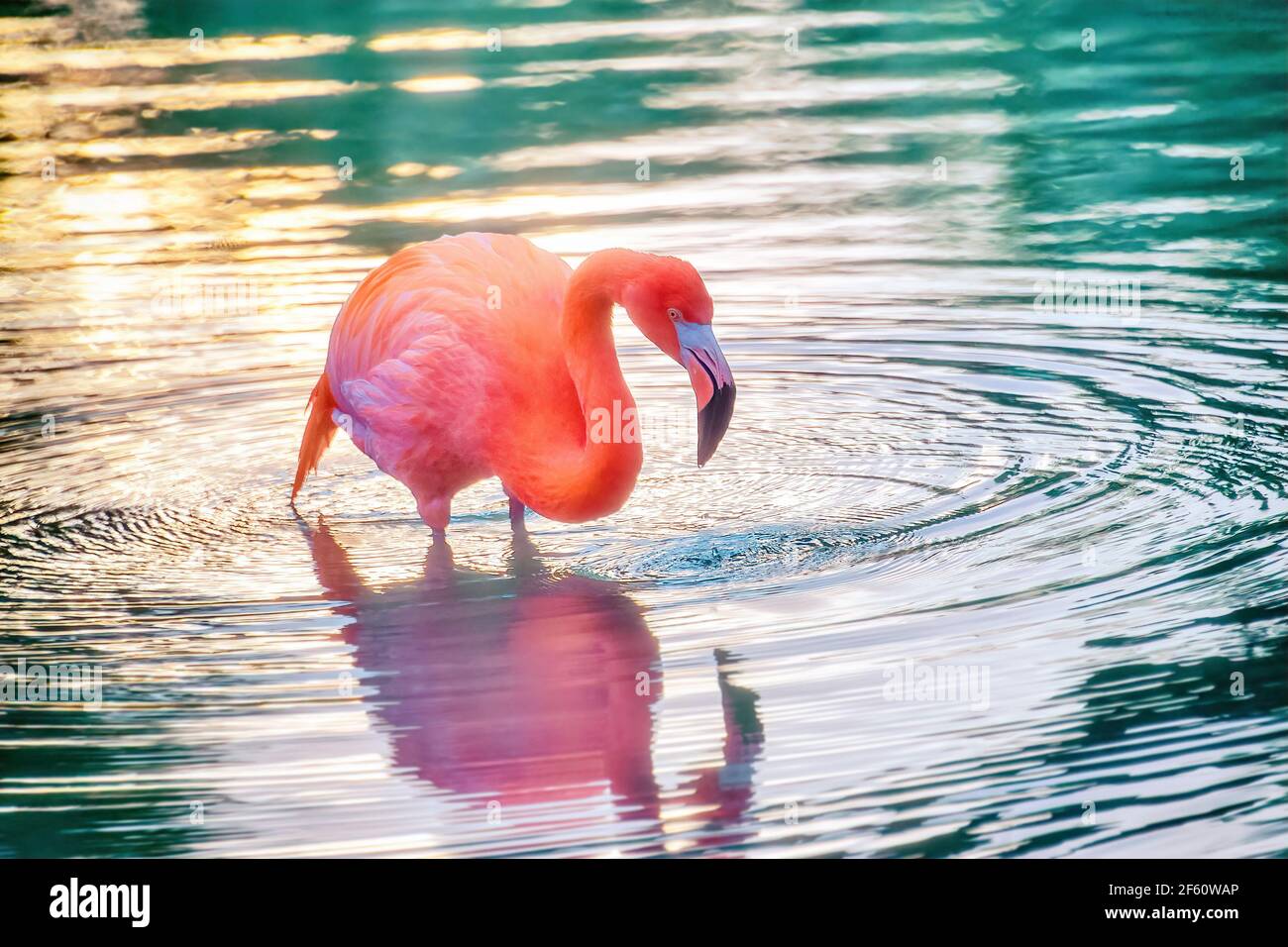 Amazing flamingo bird in the water Stock Photo - Alamy