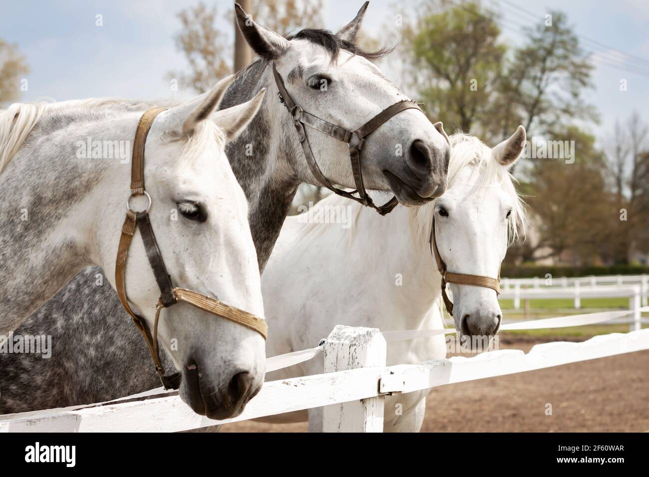 Kladruby hi-res stock photography and images - Alamy