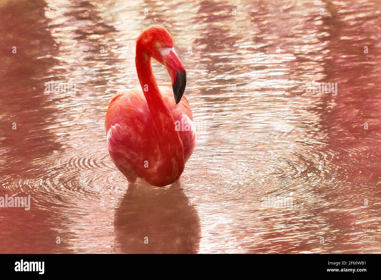 Amazing flamingo bird in the water Stock Photo - Alamy