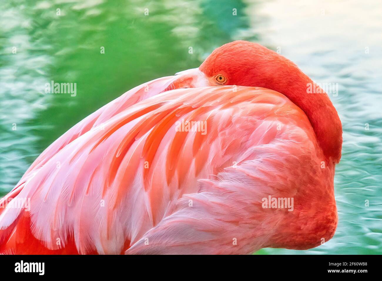 Amazing flamingo bird in the water Stock Photo - Alamy
