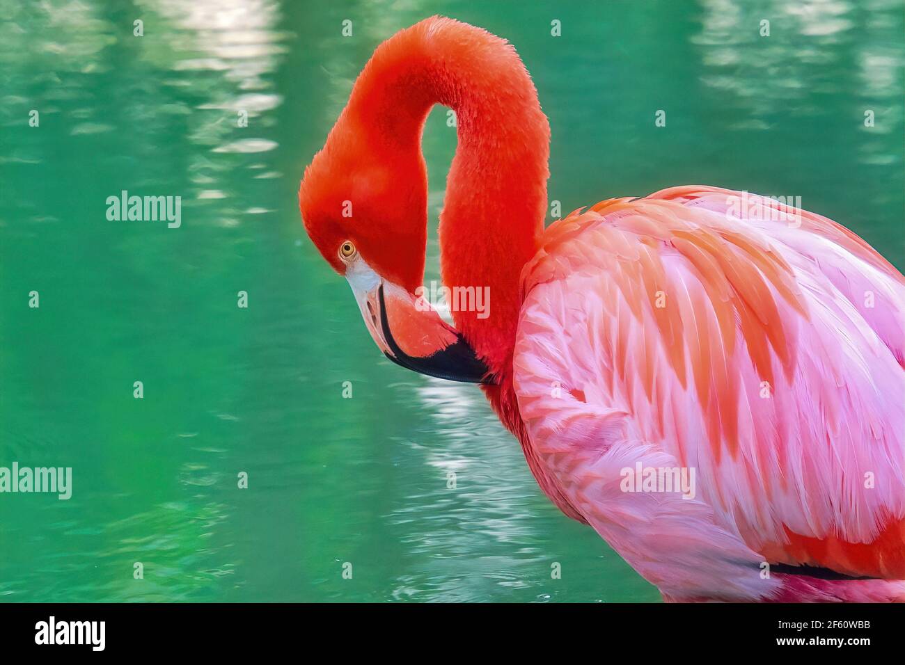 Amazing flamingo bird in the water Stock Photo - Alamy