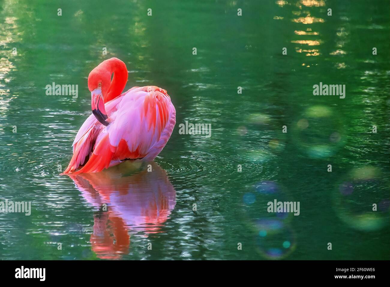 Amazing flamingo bird in the water Stock Photo - Alamy