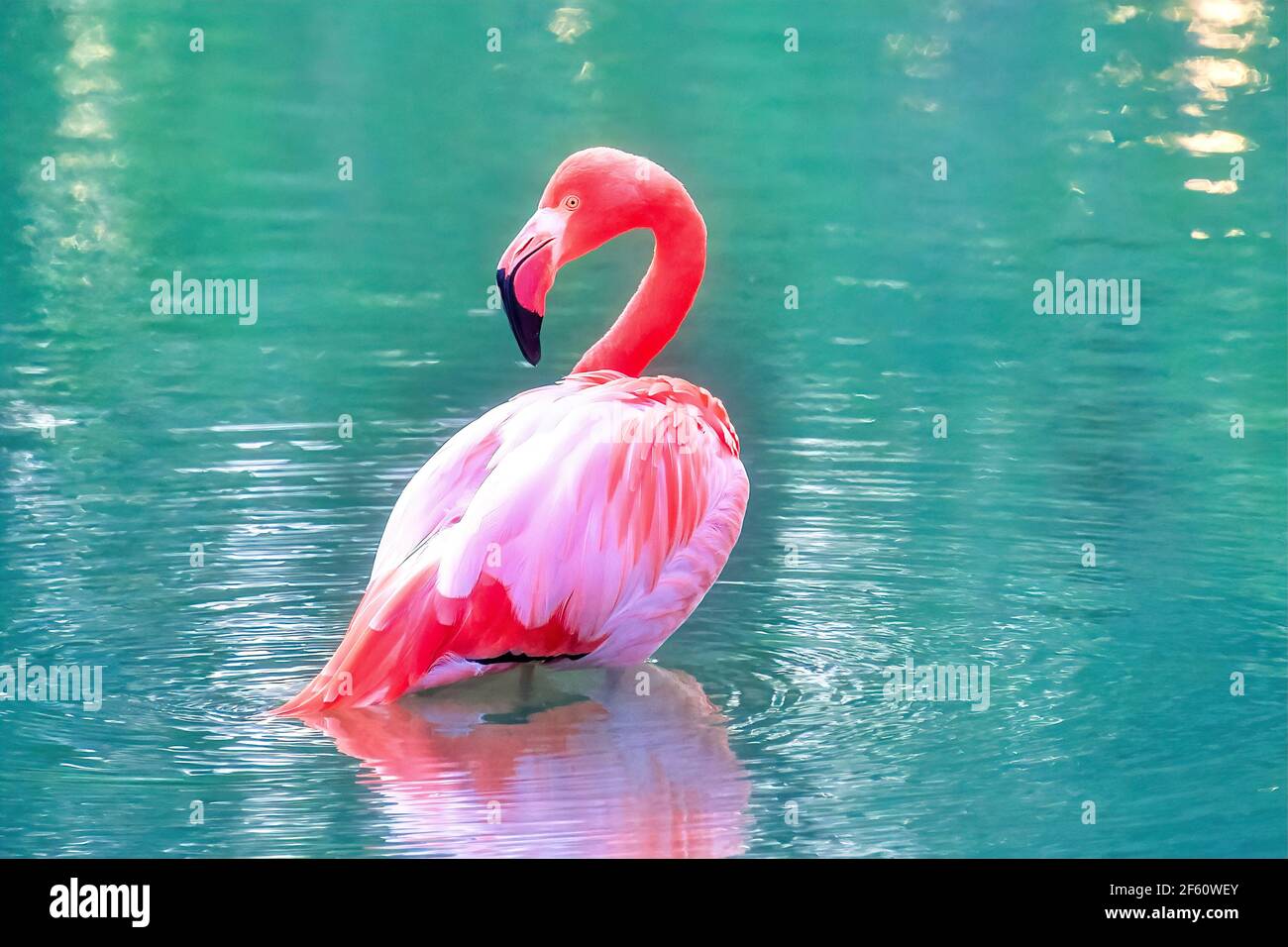 Amazing flamingo bird in the water Stock Photo - Alamy