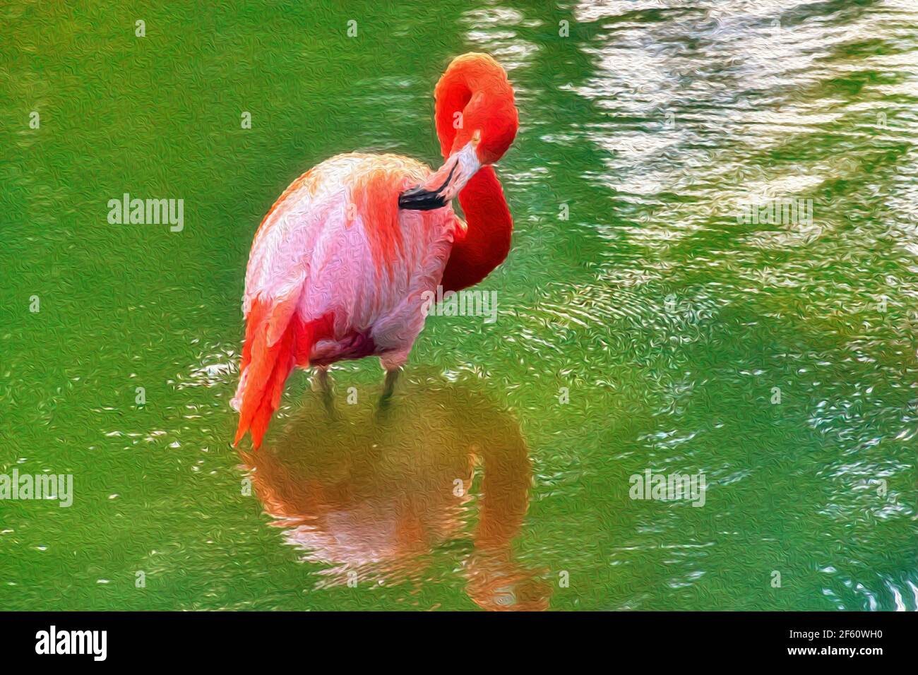 Amazing flamingo bird in the water Stock Photo - Alamy