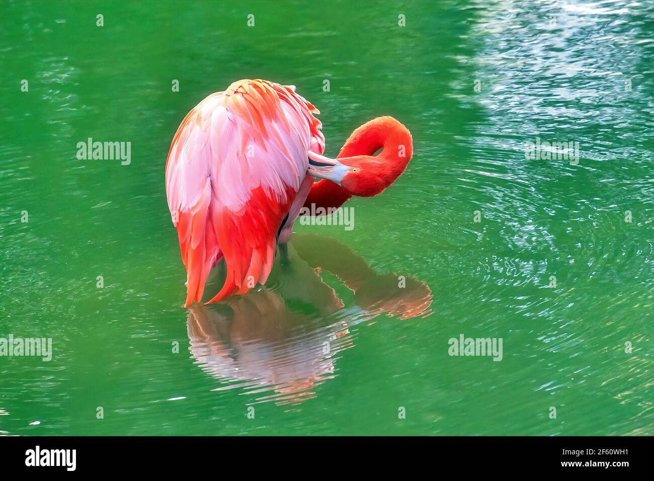 Amazing flamingo bird in the water Stock Photo - Alamy