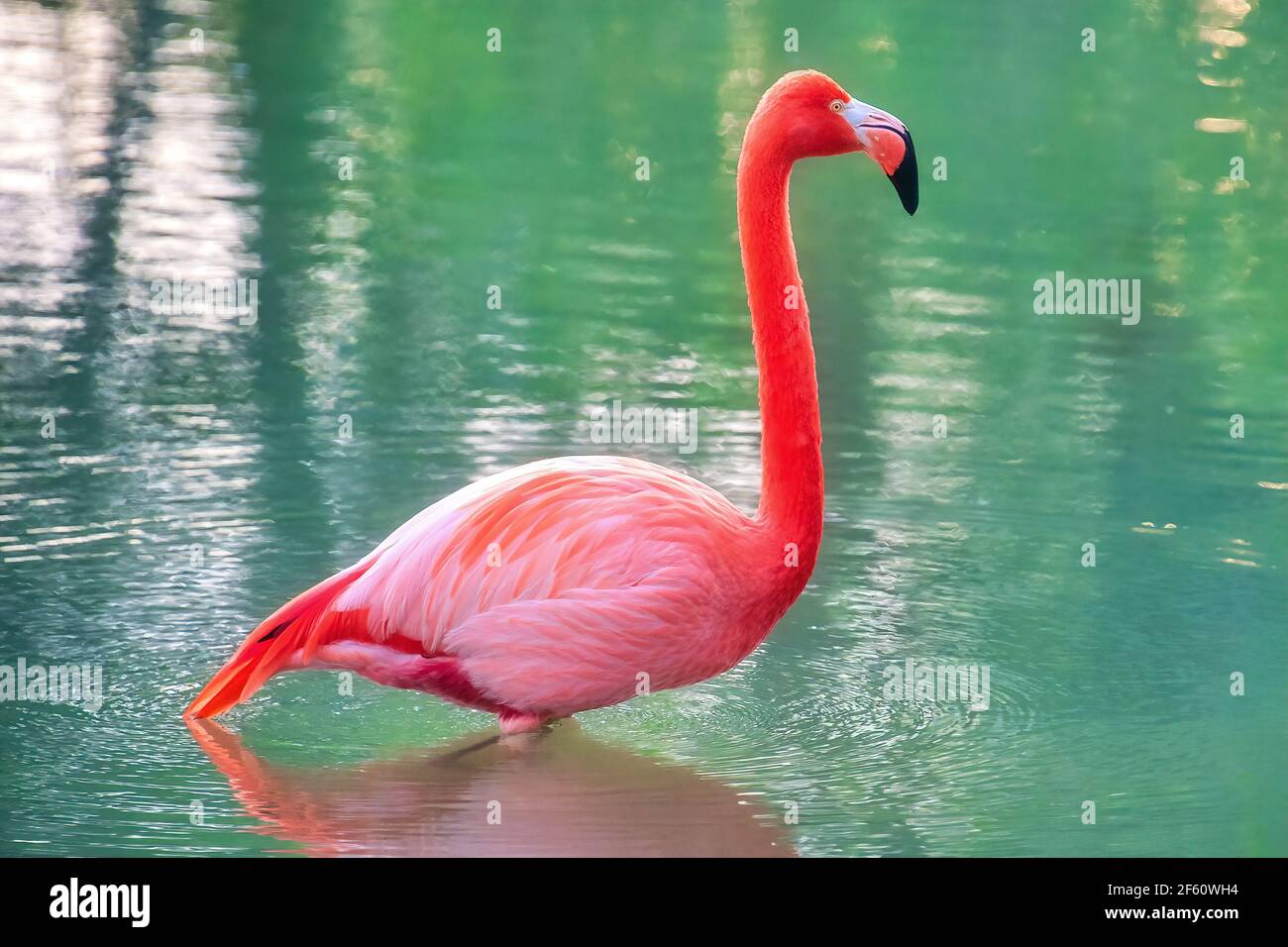 Amazing flamingo bird in the water Stock Photo - Alamy