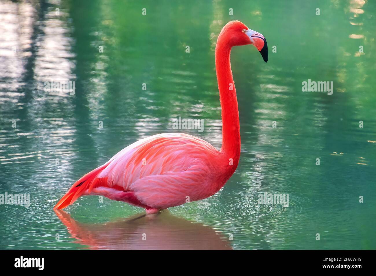 Amazing flamingo bird in the water Stock Photo - Alamy