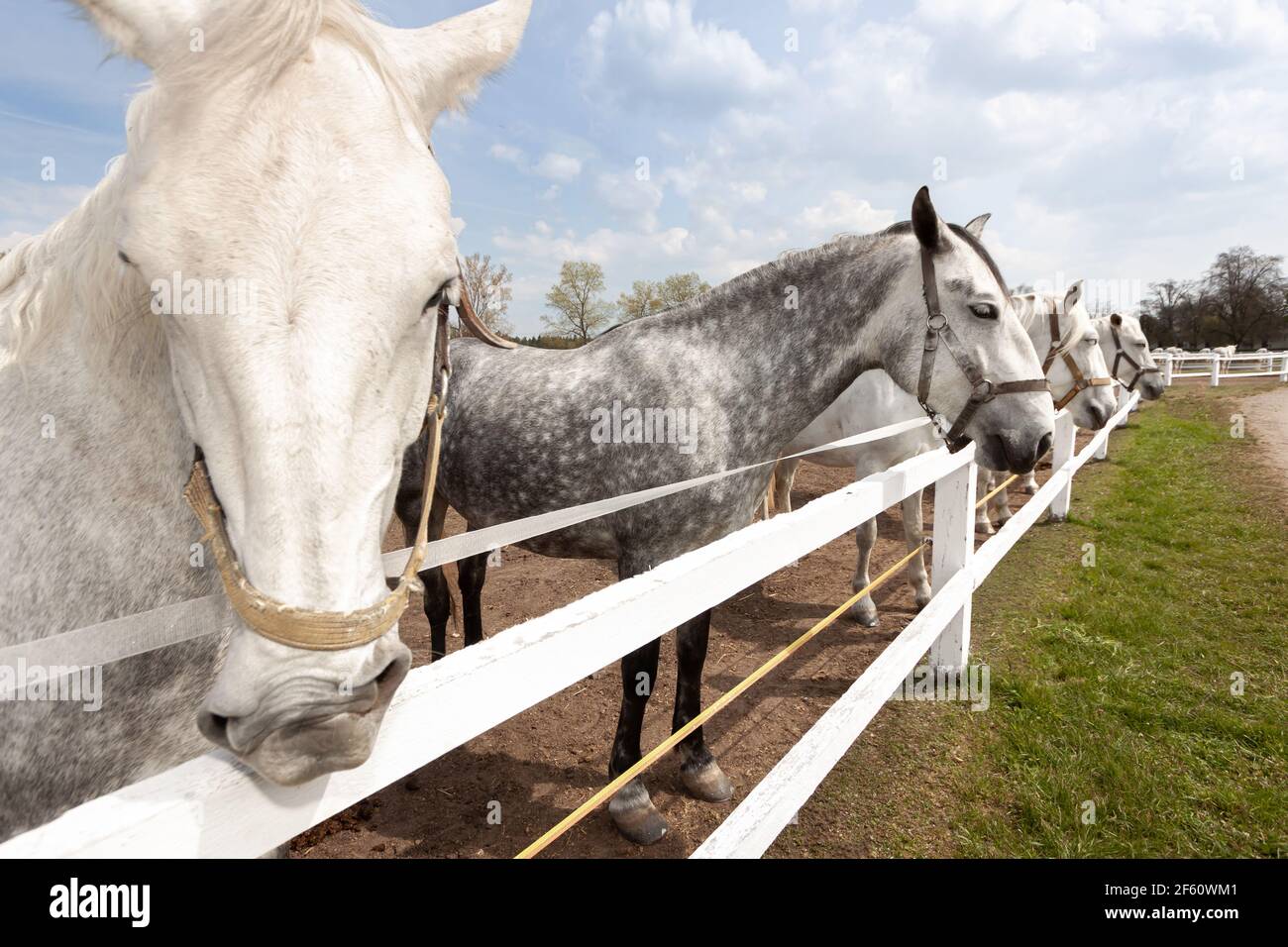 Kladruby horse hi-res stock photography and images - Alamy