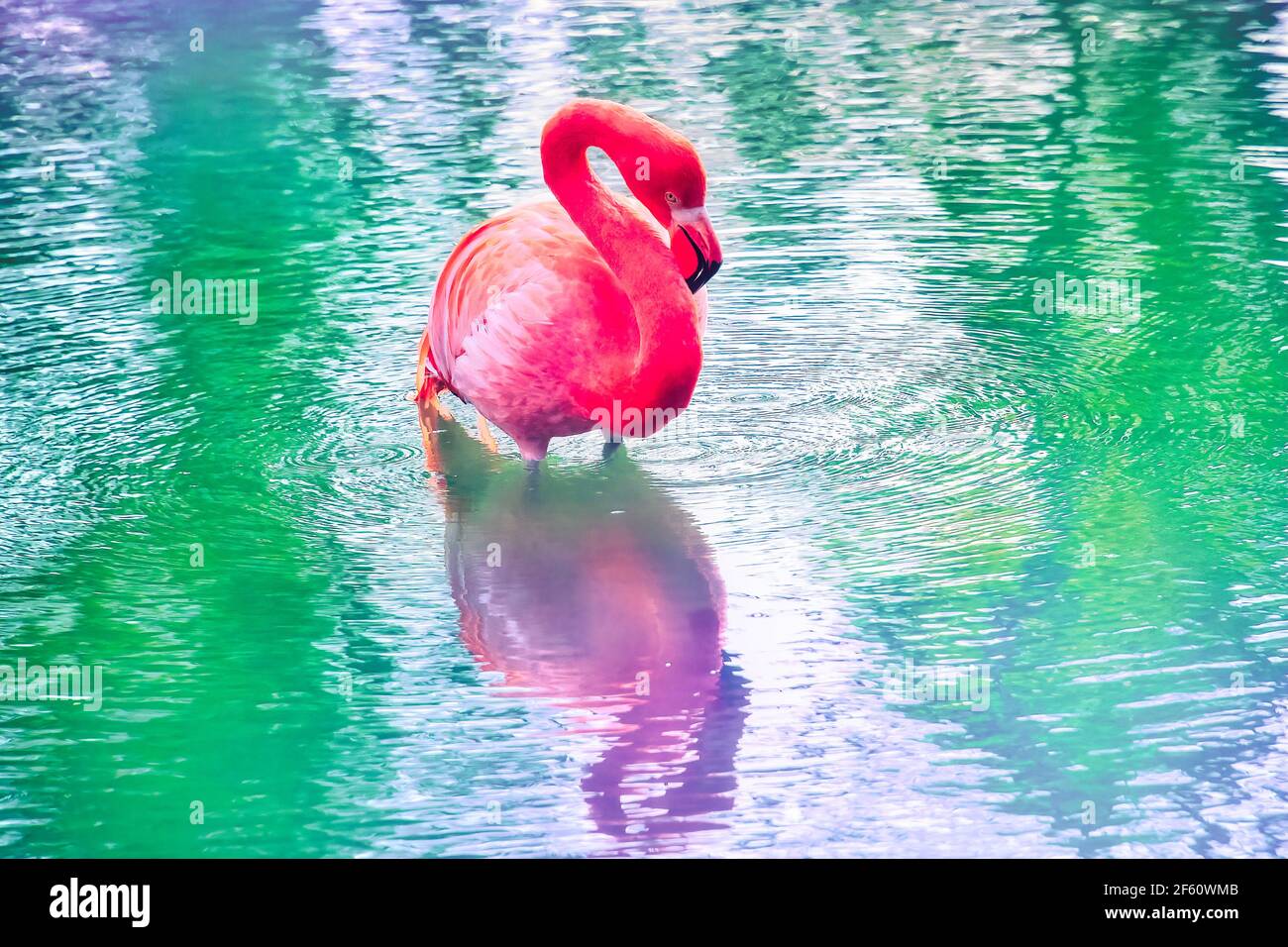 Amazing flamingo bird in the water Stock Photo - Alamy