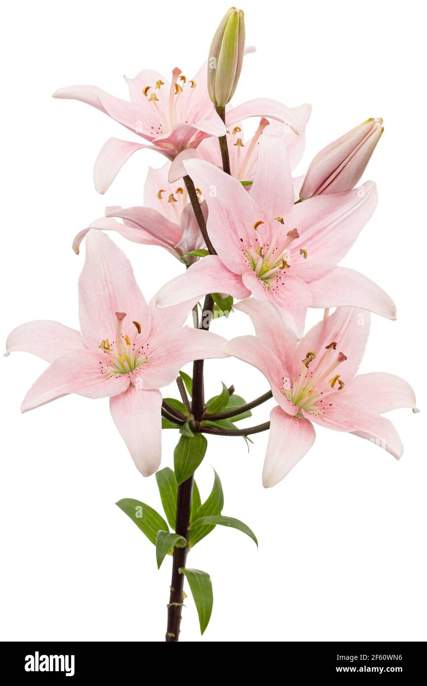 Disturbing flower Cut Out Stock Images & Pictures - Alamy