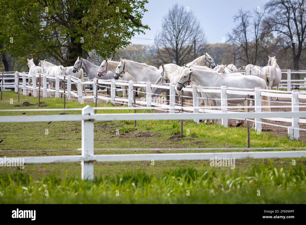 Old Kladruby white horse in Czech Republic - herd of white horses in ...