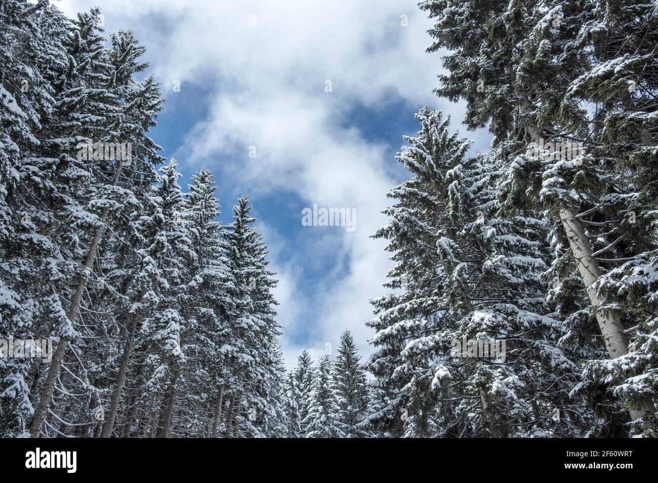 snowy forest view from trabzon province hıdırnebi plateau Stock Photo ...