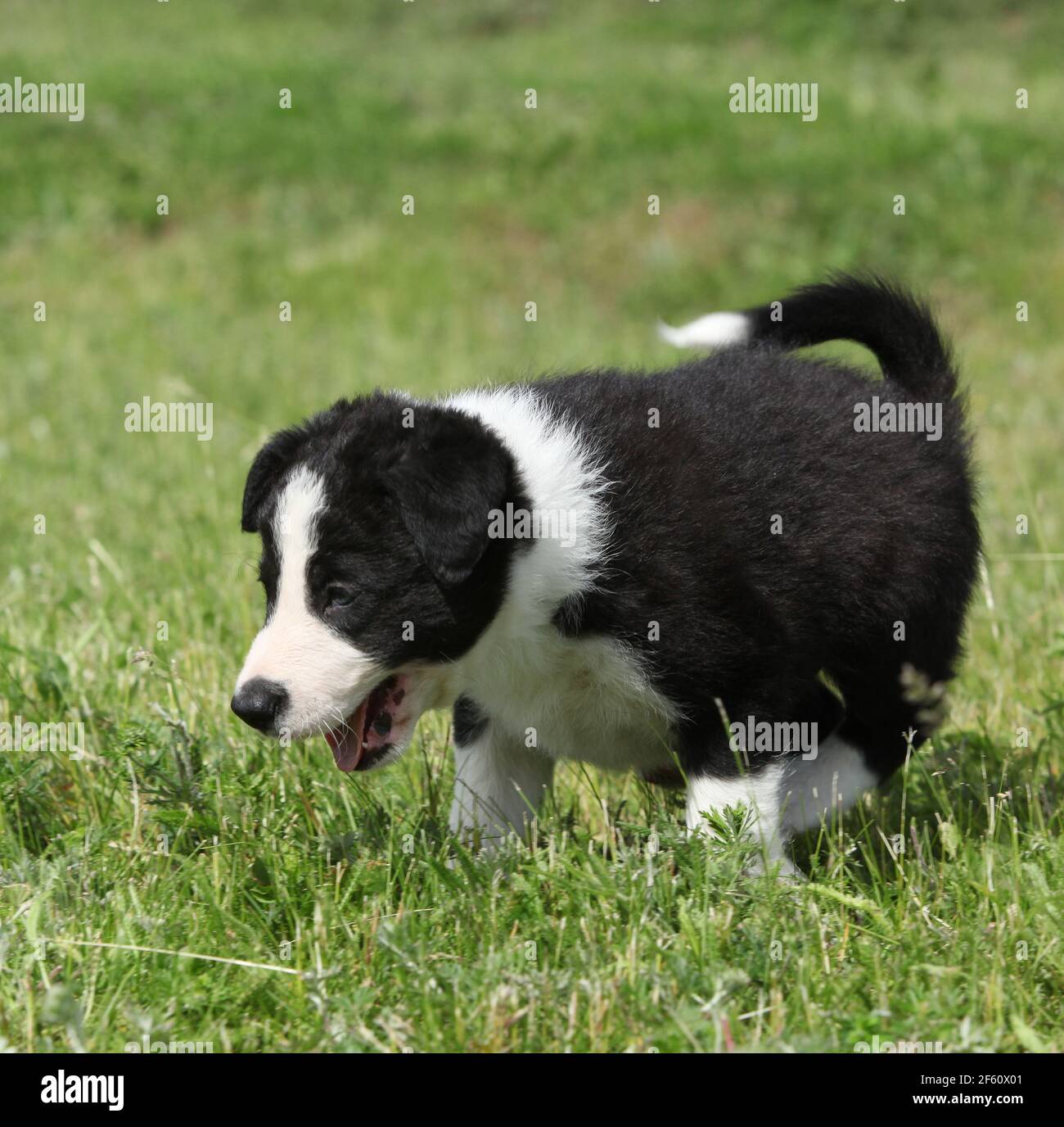 Adorable puppy of Border collie running in the grass Stock Photo - Alamy
