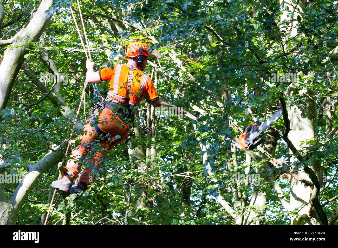 Tree surgeon at work Stock Photo - Alamy