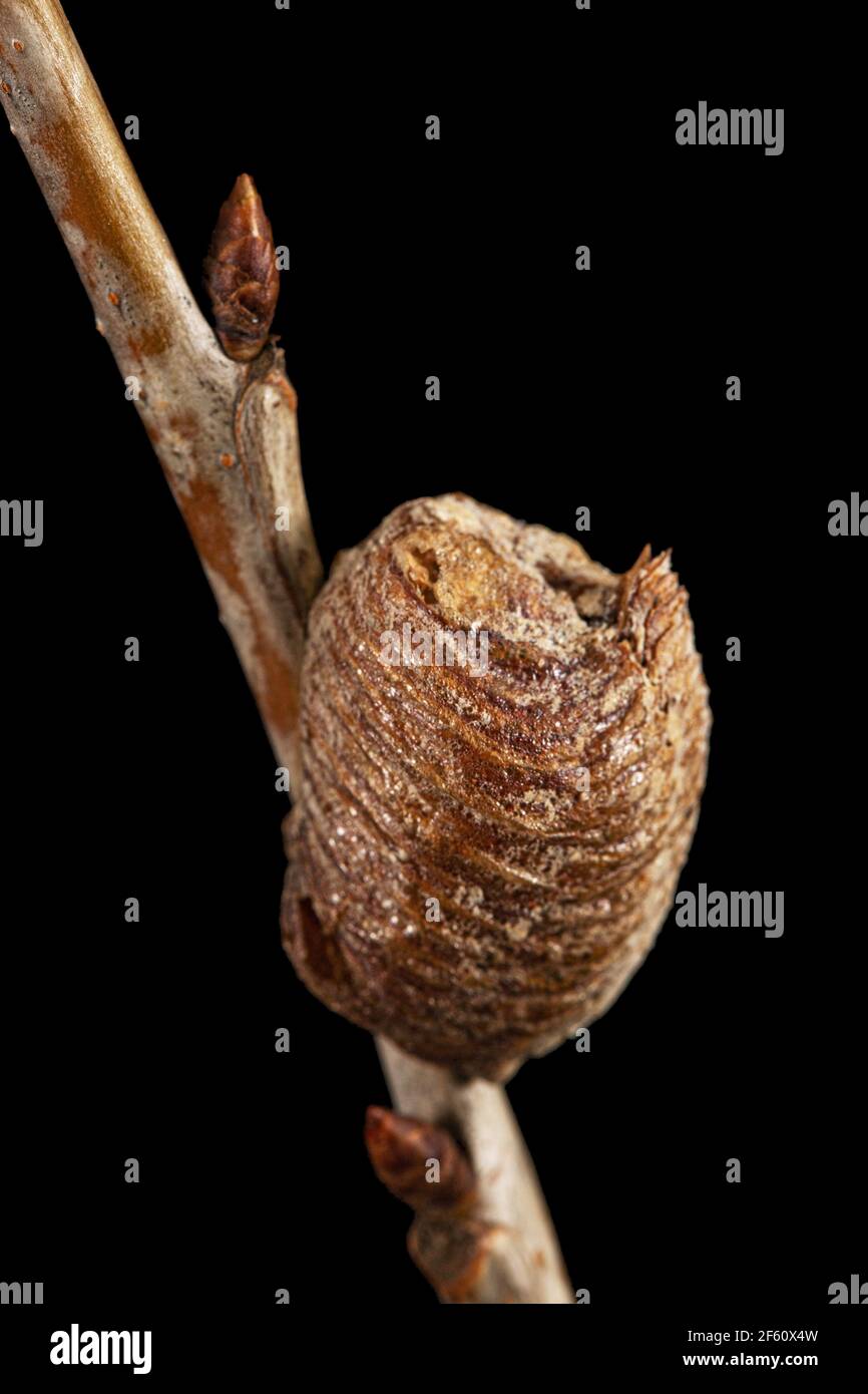 Close-up ootheca, formed by female praying mantis on an cherries branch ...