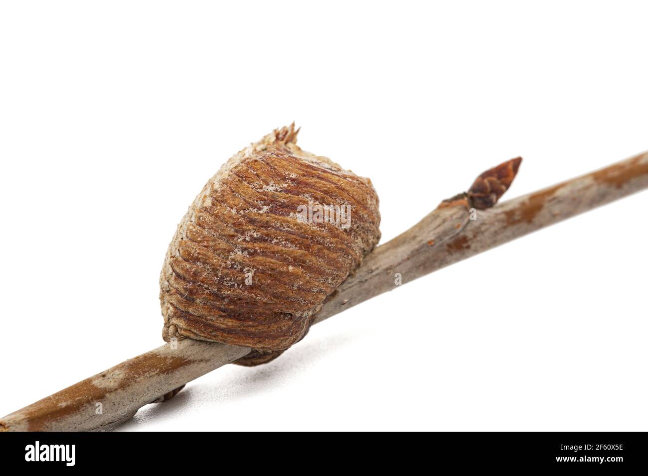 Close-up ootheca, formed by female praying mantis on an cherries branch ...