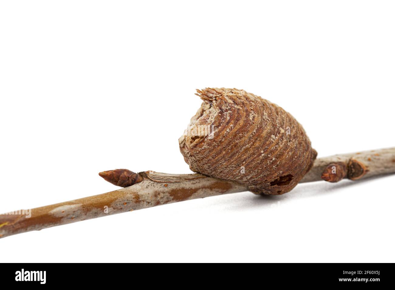 Mantodea egg hi-res stock photography and images - Alamy