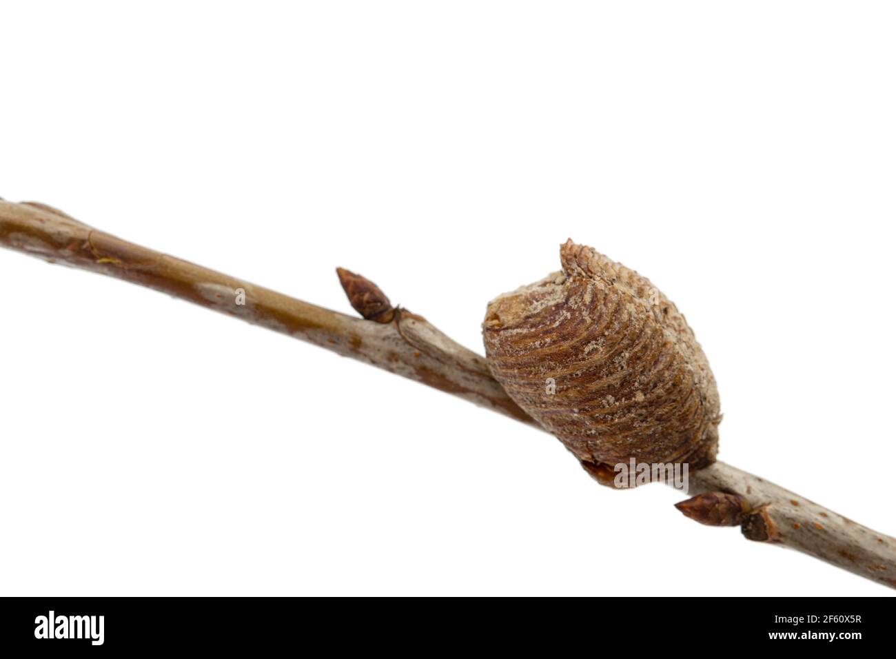 Praying mantis egg sack hi-res stock photography and images - Alamy
