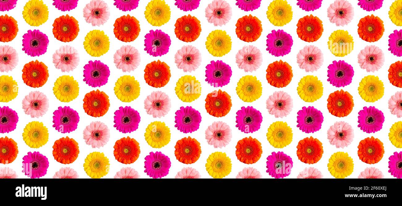 colorful gerbera daisy abstract flower background on a white. Germini ...