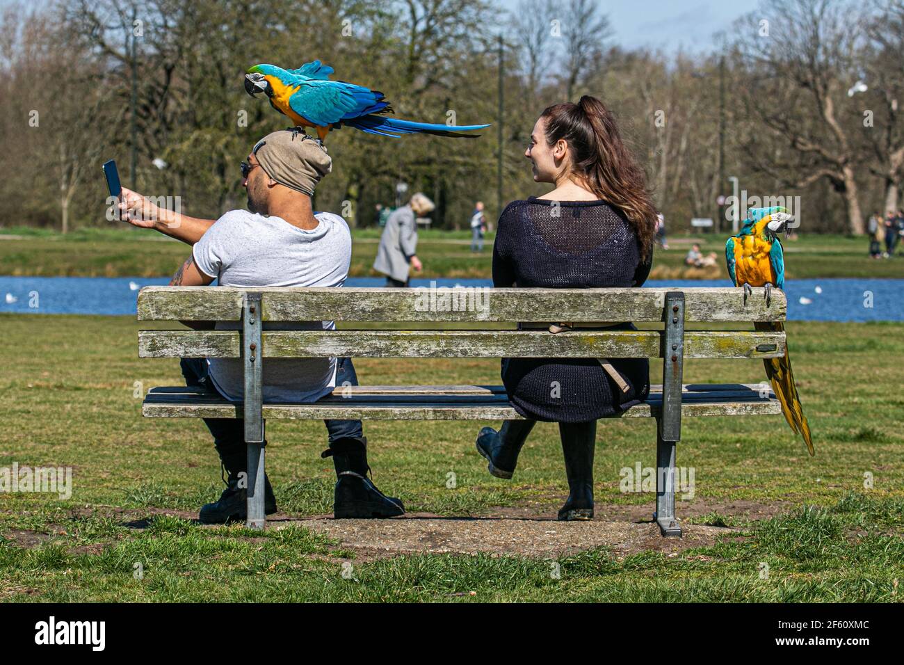 Tail lifting bird hi-res stock photography and images - Alamy