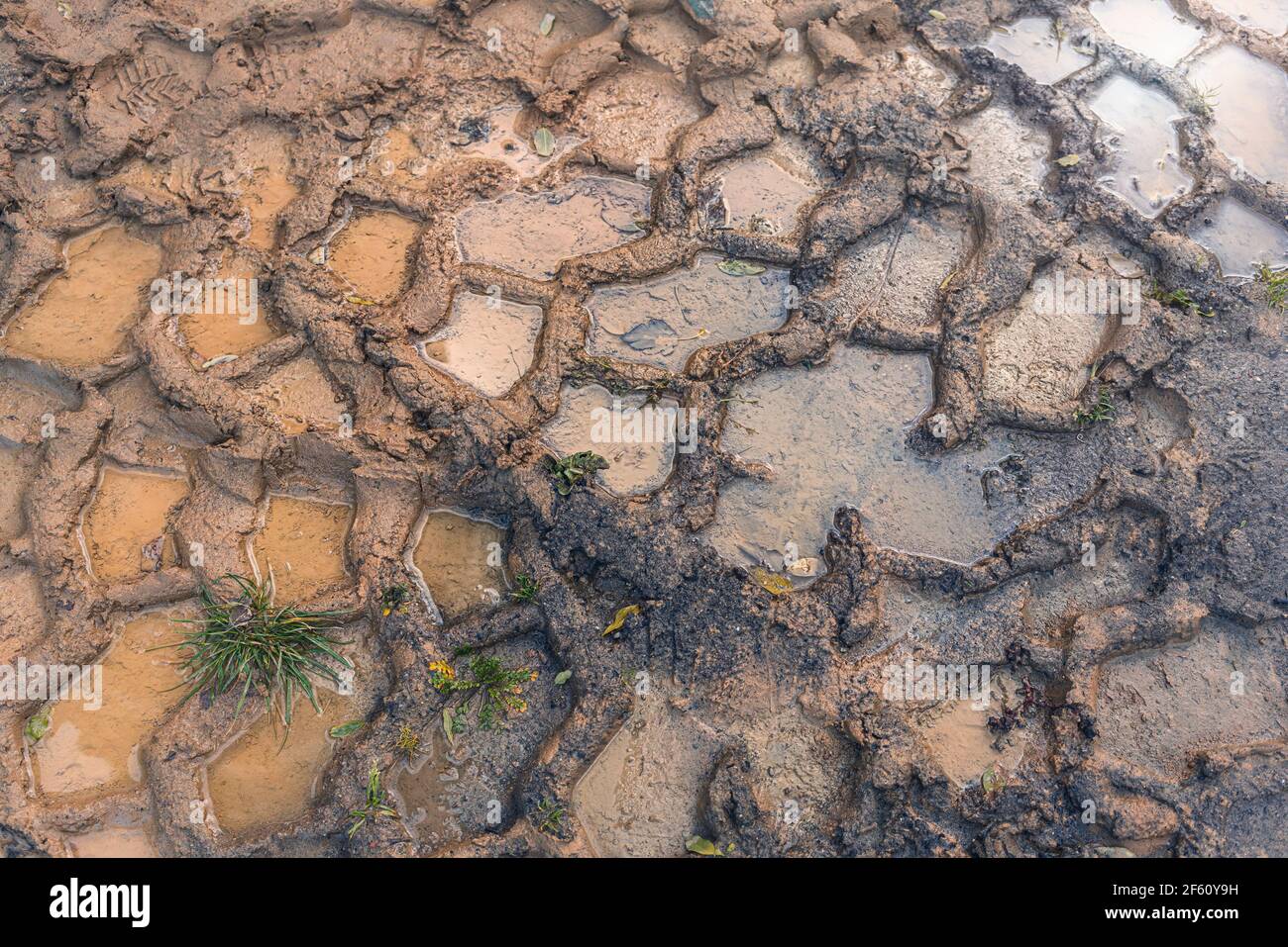 close up of tire tracks in the mud Stock Photo - Alamy