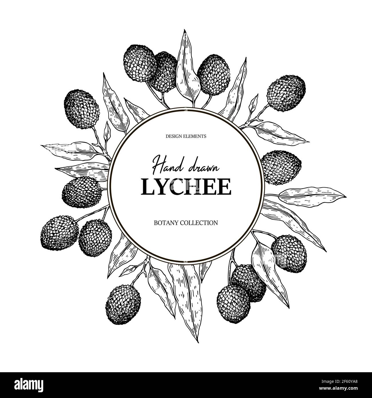Hand drawn lychee design for packaging, banners, advertising ...