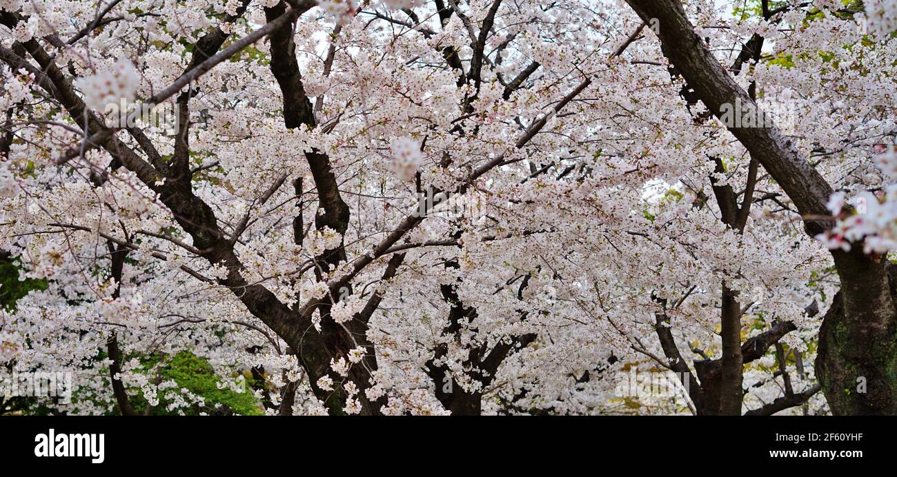 Cherry blossom symbolism hi-res stock photography and images - Alamy