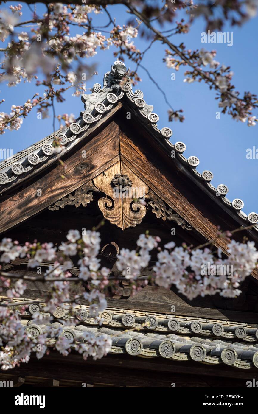 Japanese sakura cherry blossom in bloom in front of Todaiji Shunjodo, a ...