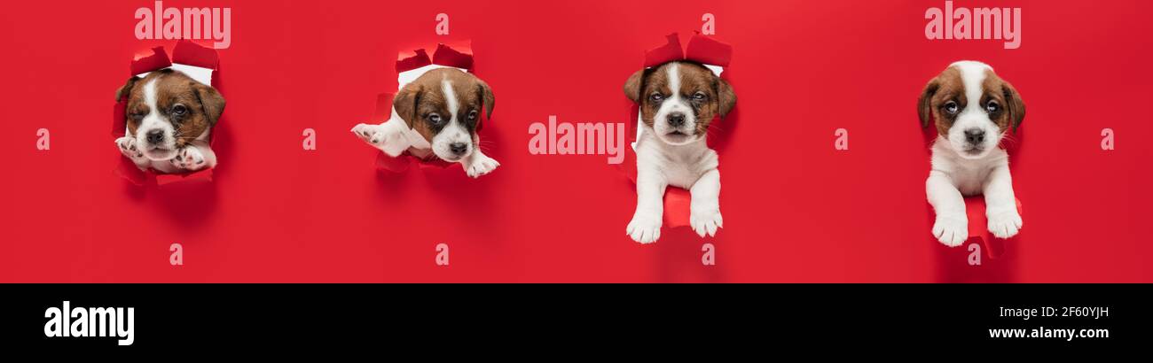 Dog breeds variety hi-res stock photography and images - Alamy