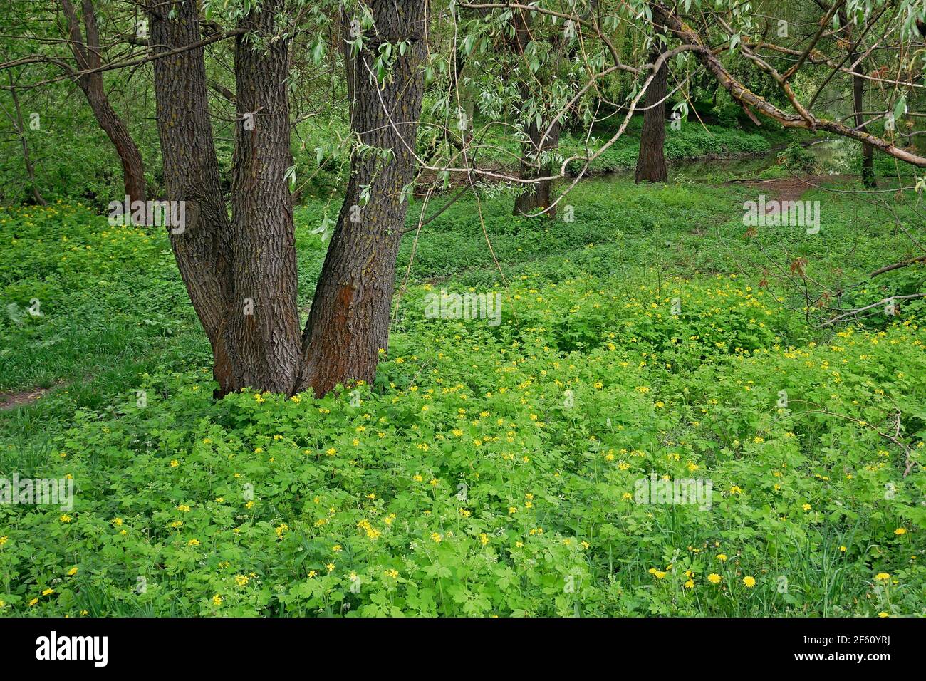 Willow tree with a triple trunk grows on a lawn with many flowering ...